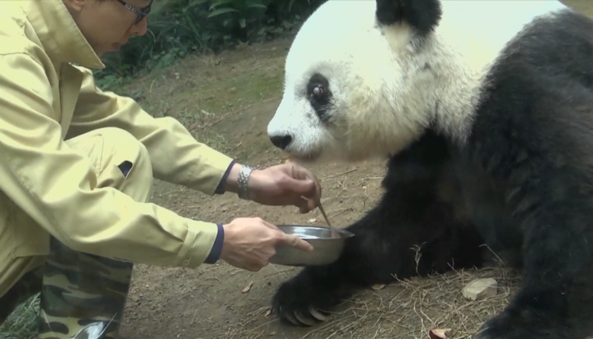 A los 35 años muere el oso panda más longevo en cautiverio | 24horas