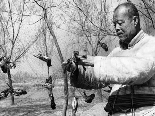 Los años en los que China declaró la guerra a los gorriones (y cómo ...