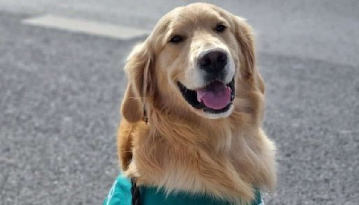 Perro policial fue pateado por sujeto tras detectar bolso con droga en ...