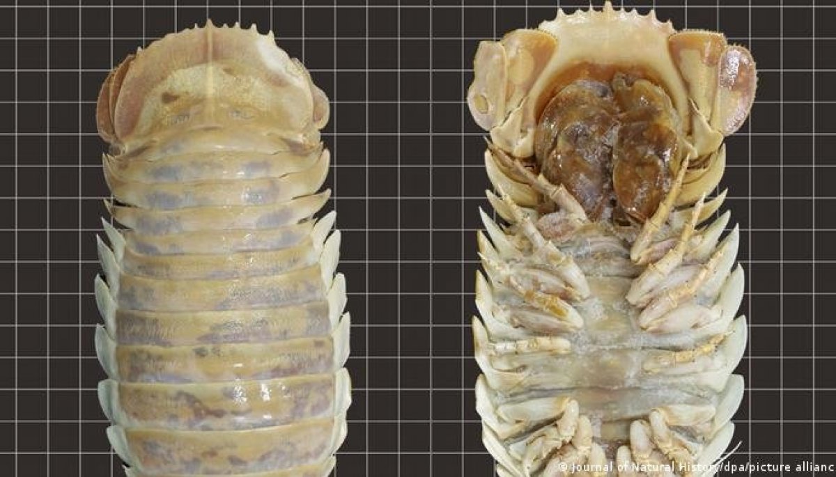 Gigantesco crustáceo en un acuario resulta ser una nueva especie | 24horas