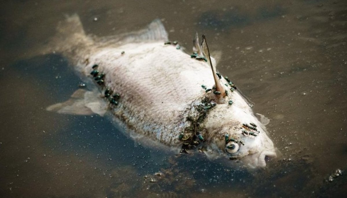 La extraña aparición de miles de peces muertos en Alemania y Polonia ...