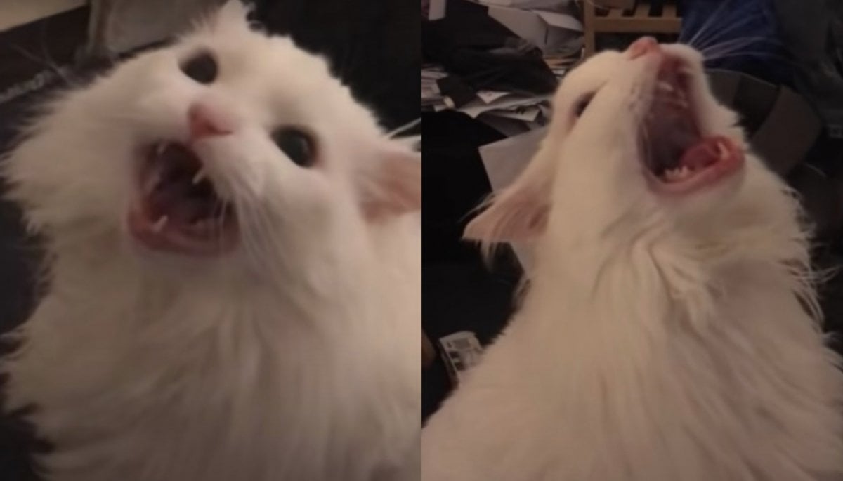 Fallece "Thurston Waffles", gatito que se había vuelto famoso meme en ...