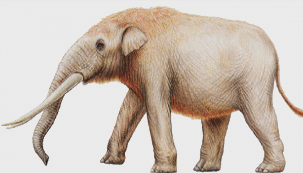 Hallan restos de "elefantes" prehistóricos de hace 12 mil años: eran ...