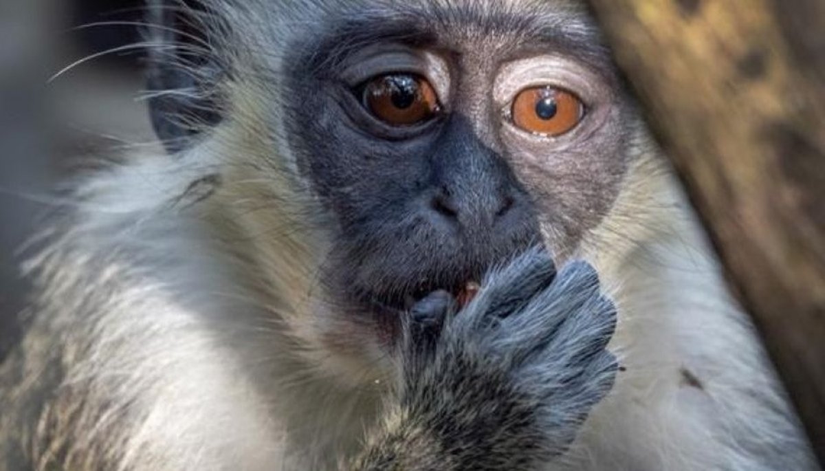 Un virus de monos similar al ébola está "listo" para saltar a los ...