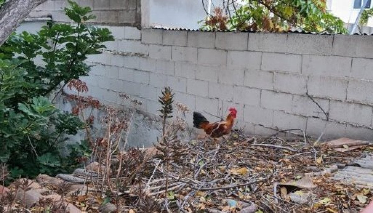 "No deja dormir": el conflicto vecinal que desató el cacareo de un ...