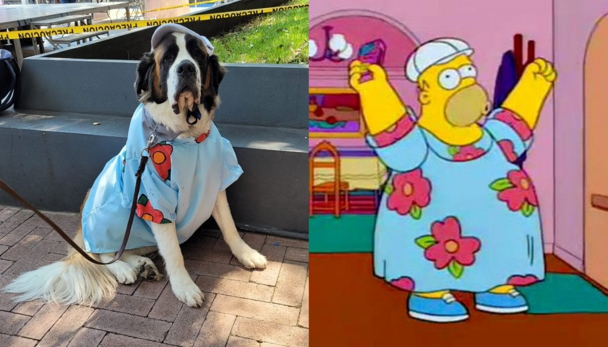 Perrito triunfa en concurso de disfraces vestido de Homero Simpson ...