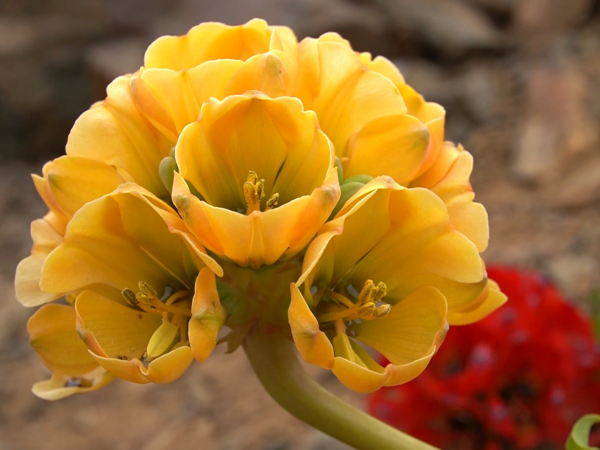 DESIEEncuentran raro ejemplar de garra de león amarilla.RTO | 24horas