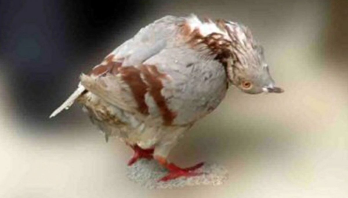 Alerta por virus que provoca que palomas "se conviertan en zombies" en ...