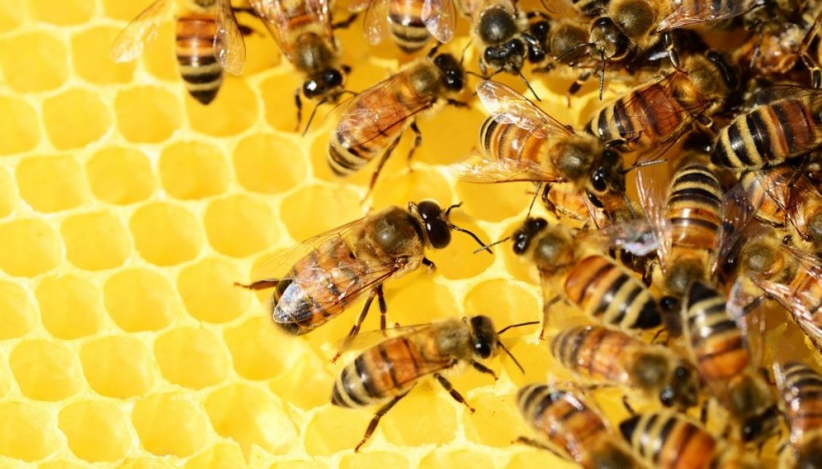 La vida de las abejas melíferas se ha reducido un 50 % en solo 50 años ...
