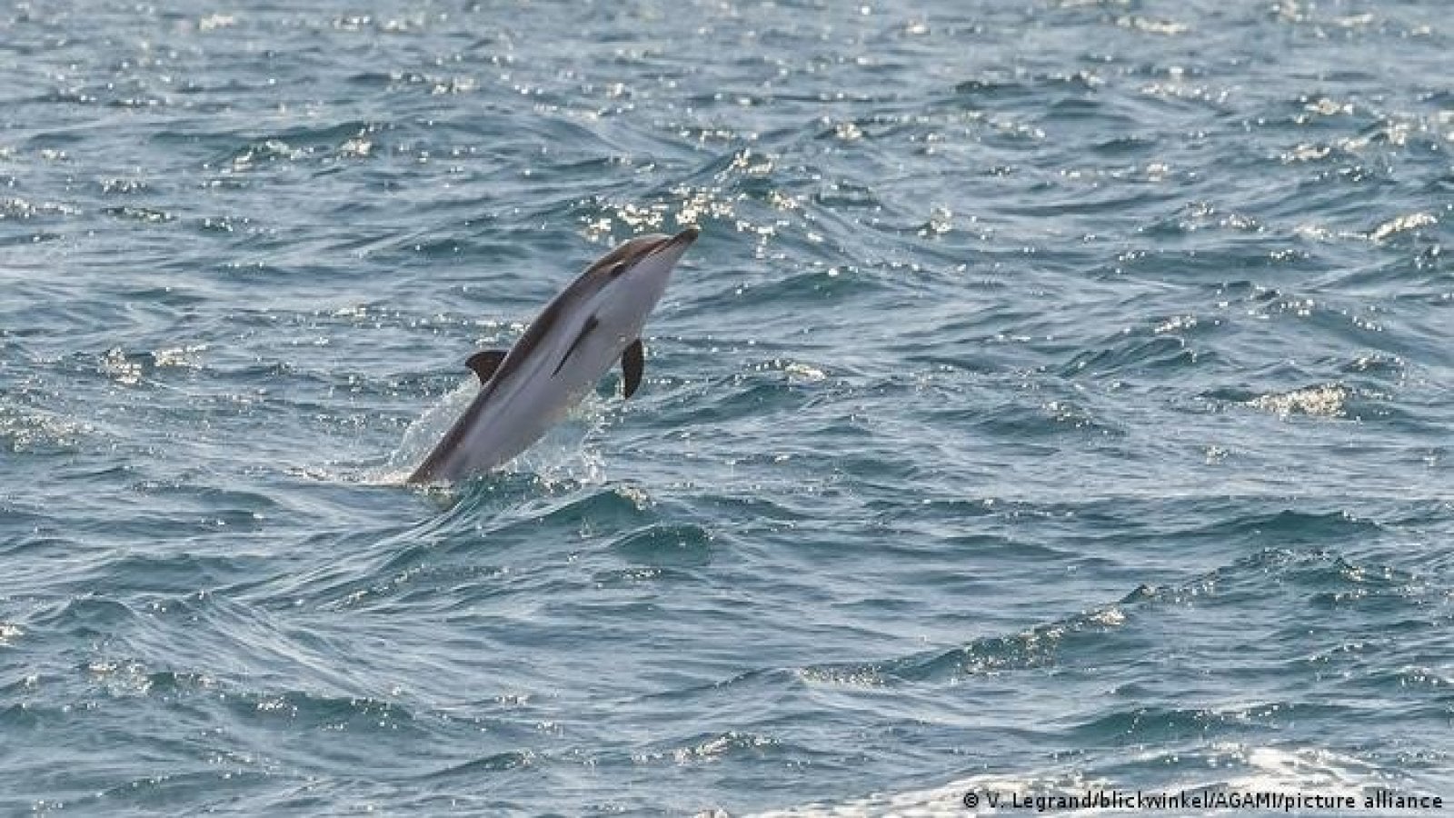 Amigable delfín herido se libera él mismo de un arpón en España | 24horas