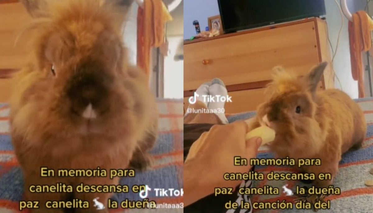Muere 'Canelita', la coneja del viral video "es el día del plátano ...