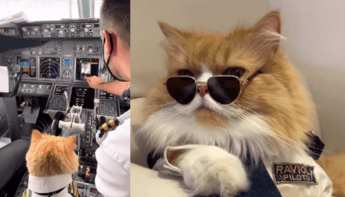"El gato volador": mascota de piloto viaja en avión y es la sensación ...
