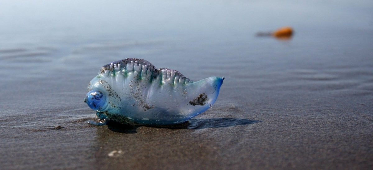 Reapareció la fragata portuguesa en playa de Cachagua | 24horas