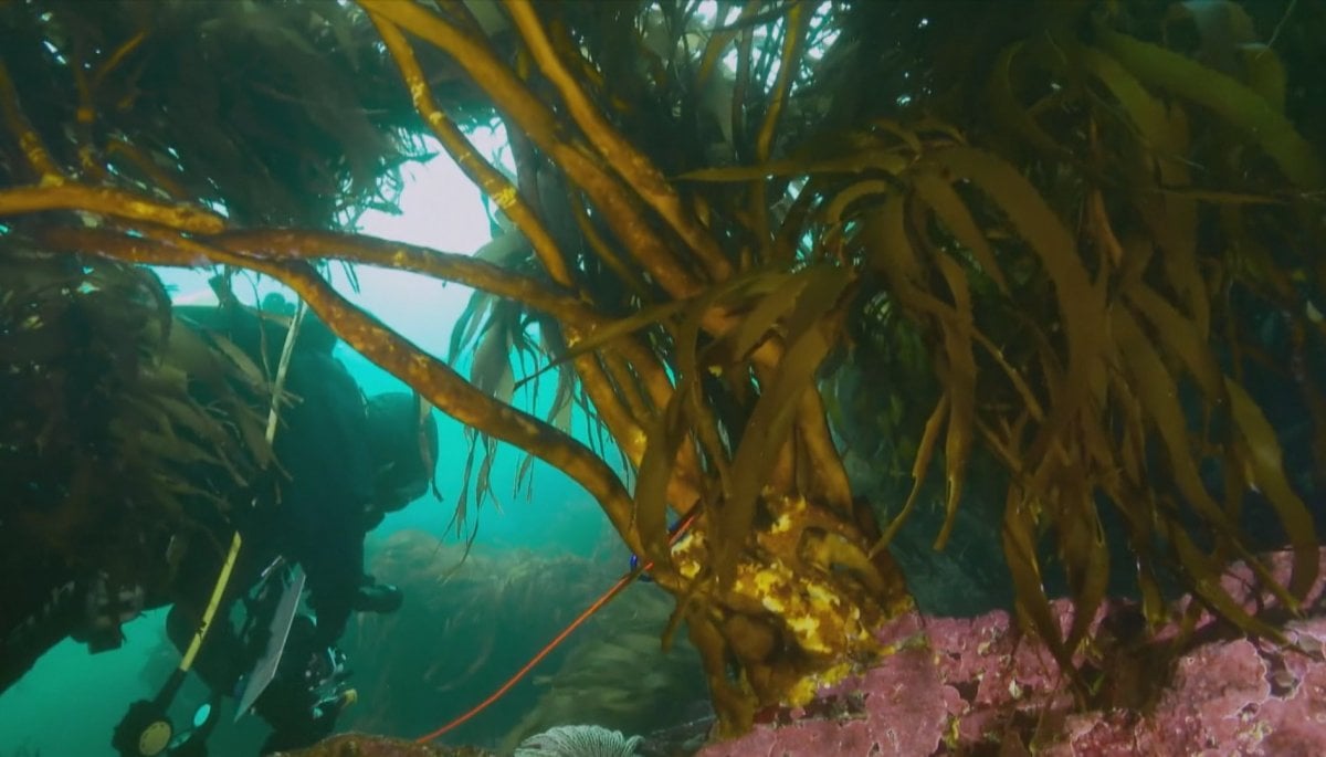 Frontera Azul: la necesidad de preservar los bosques de huiro | 24horas