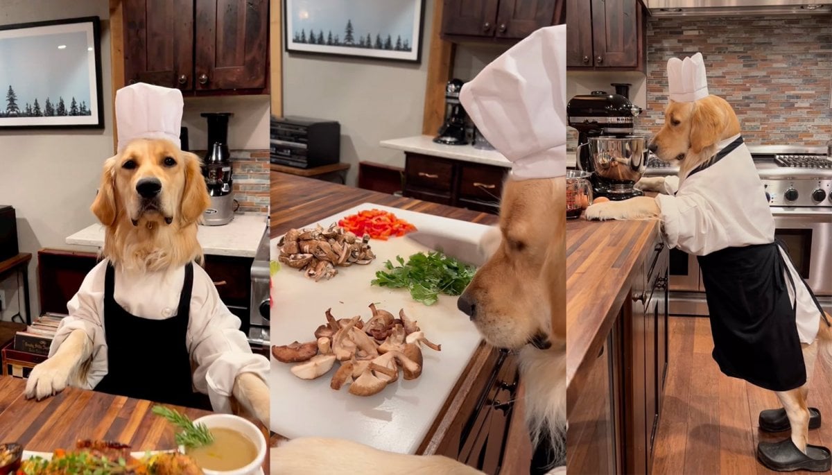 Él es Badger, el perro chef que conquista las redes sociales | 24horas