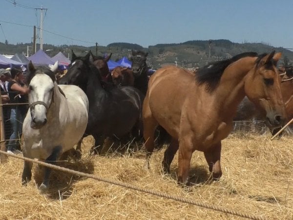 Florida rescata tradición de la trilla | 24horas