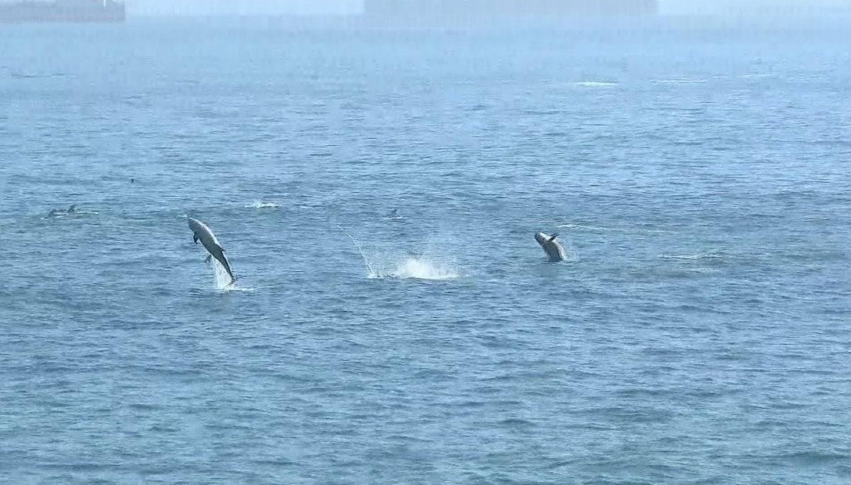 Captan maravilloso avistamiento de delfines en las playas de Viña del ...