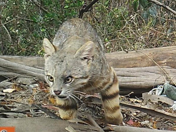 Cámaras trampa capturan imágenes inéditas de gato colocolo en reserva ...