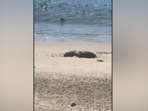 Aumentan hallazgos de lobos marinos muertos | 24horas