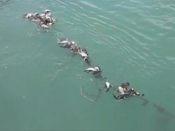 Retiran un centenar de aves muertas enredadas en red de pesca | 24horas