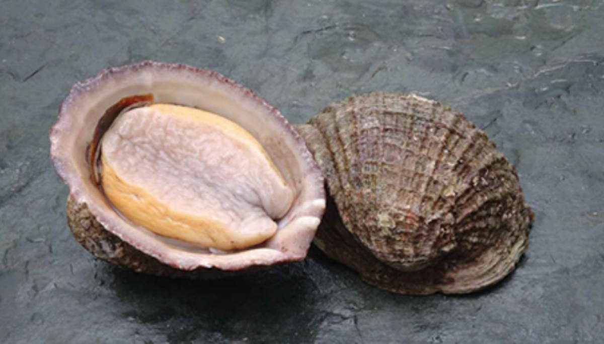 Campeón del mar: loco chileno es elegido el Molusco Internacional del ...