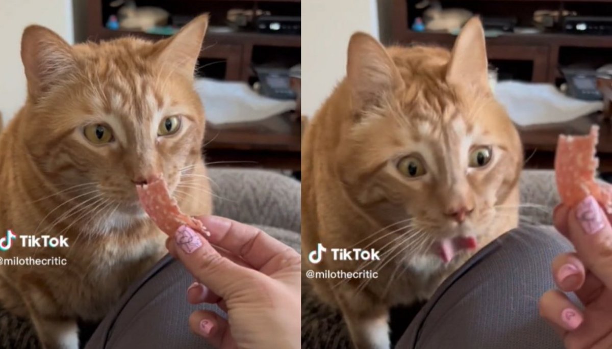 "Milo, el crítico": El popular gato que hace arcadas en TikTok | 24horas