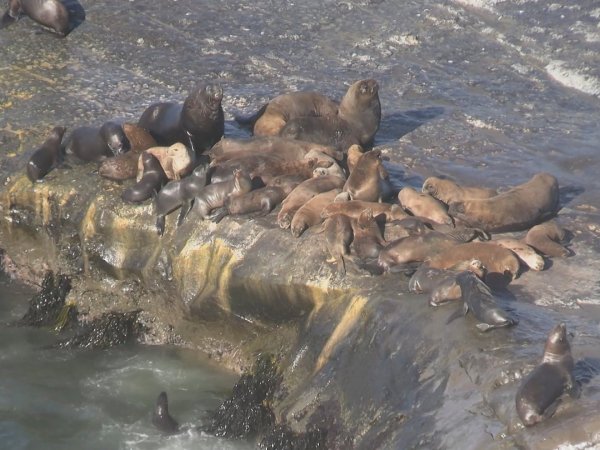 Más de 70 lobos marinos muertos en Isla Santa María | 24horas