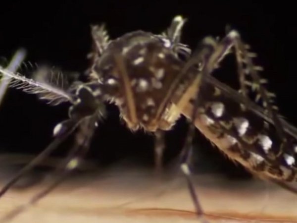 Seremi de Salud intensifica operativos de vigilancia y control del ...