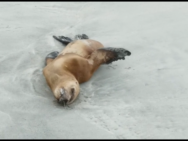 VARAZÓN DE LOBOS | 24horas