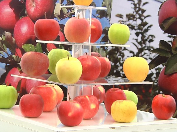 Buscan dar con nuevas variedades de manzanas y peras | 24horas