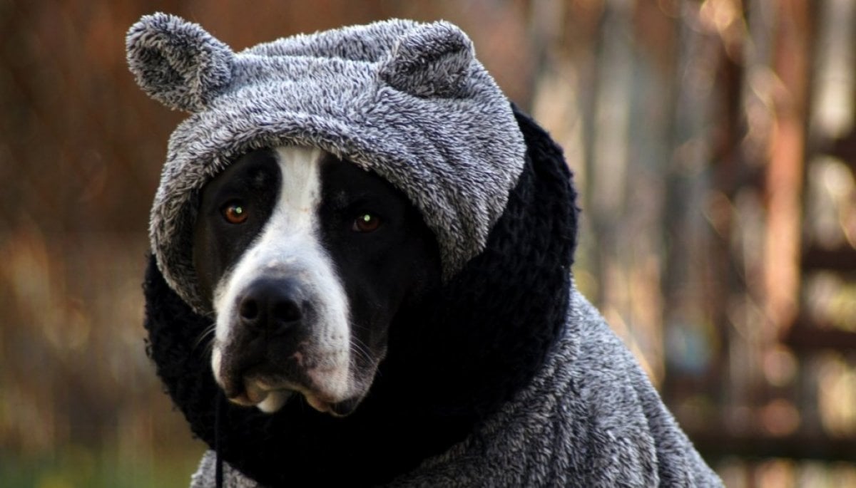 5 consejos veterinarios para cuidar a tu perro del frío | 24horas