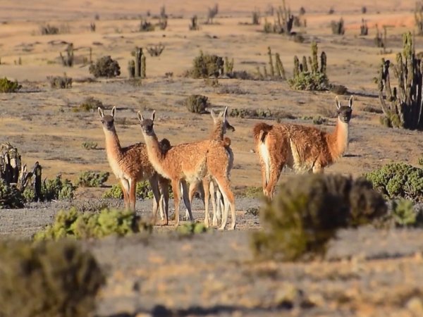 ESTUDIO SOBRE GUANACOS | 24horas