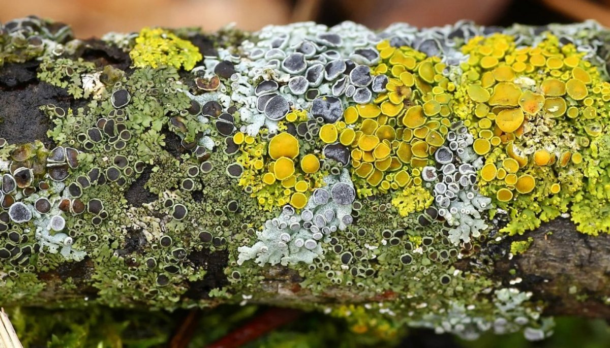 Plantas De Liquenes En Qué Se Parece Este Liquen Antártico Al