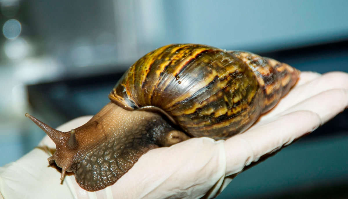 Caracol gigante africano en Chile: Los riesgos para la salud y ...