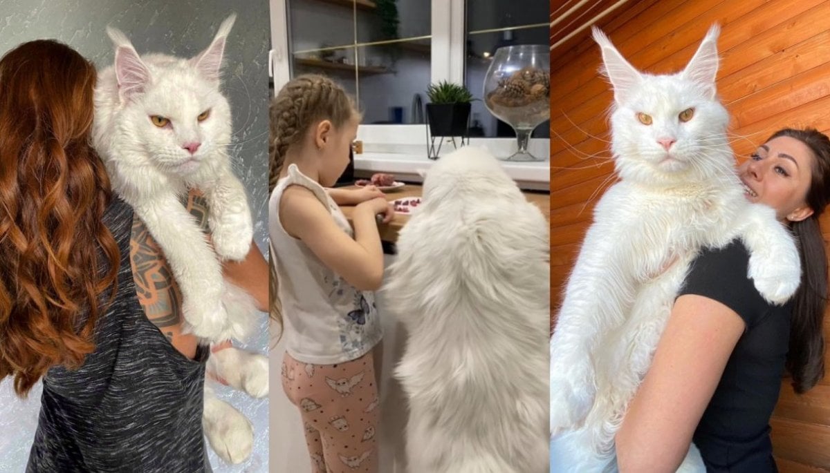 Kéfir: el gato más grande del mundo que pesa 12 kilos y mide lo mismo ...