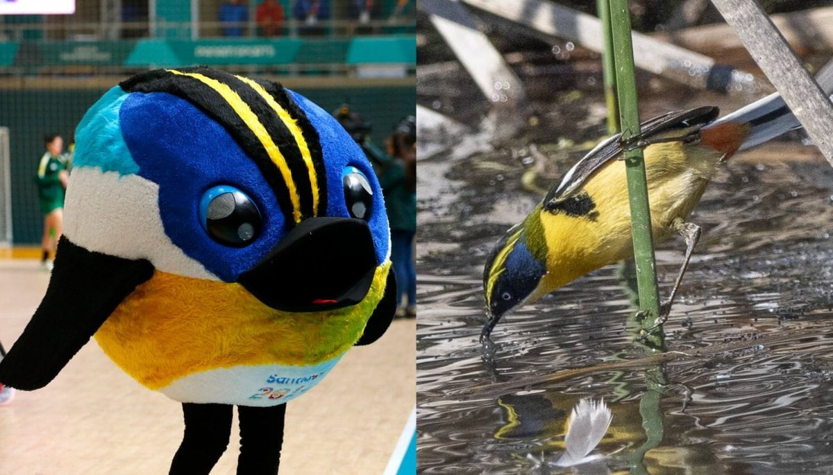 ¿Quieres conocer a Fiu? Cuál es el hábitat de la querida mascota de ...