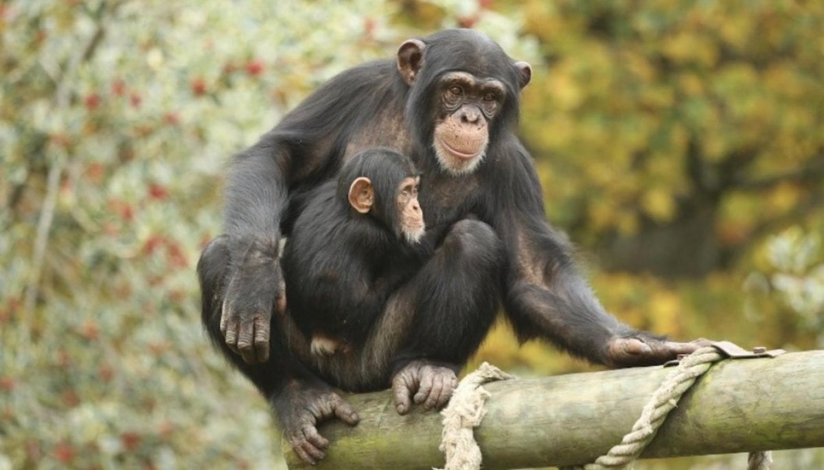 Simios recuerdan a amigos que no han visto en décadas | 24horas