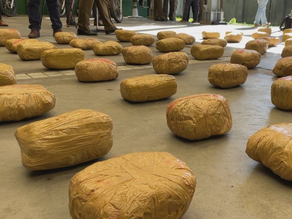 Incautan más de 150 kilos de droga en Ñuble | 24horas