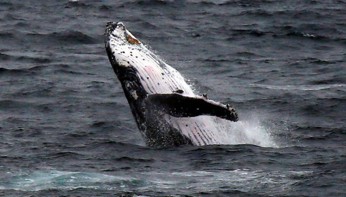 Científicos descifran el misterio de cómo las ballenas cantan bajo el agua | 24horas