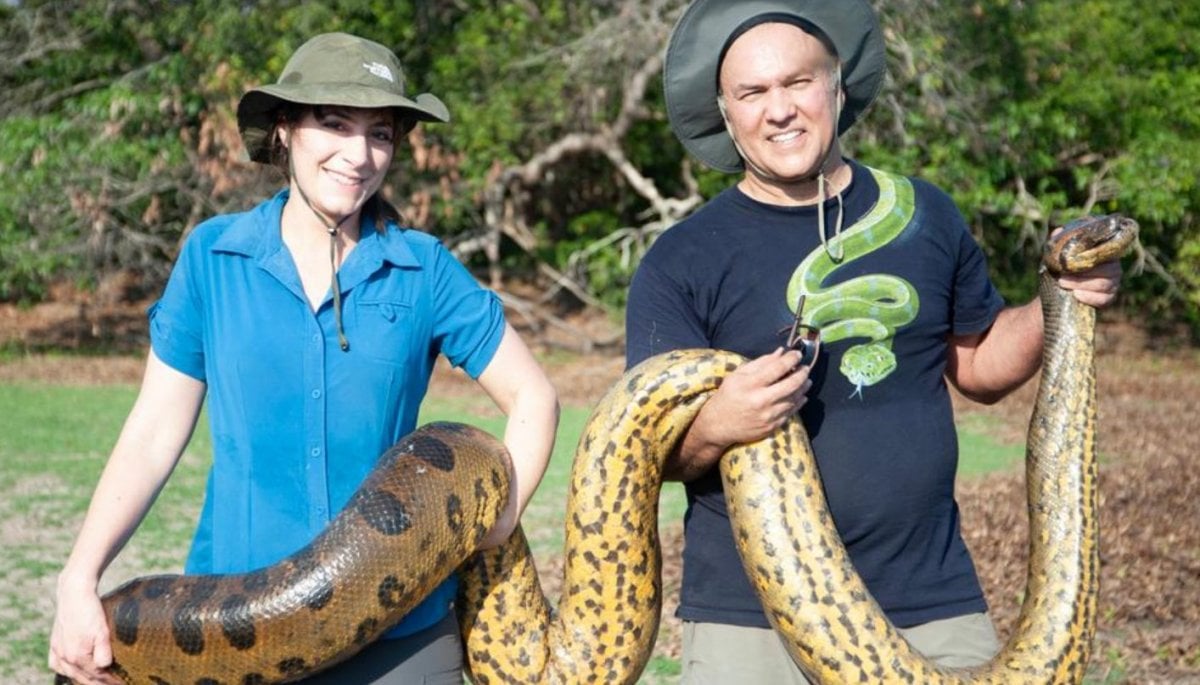 Hallan inédita especie de Anaconda: mide hasta 7,5 metros y pesar 250 kilos | 24horas
