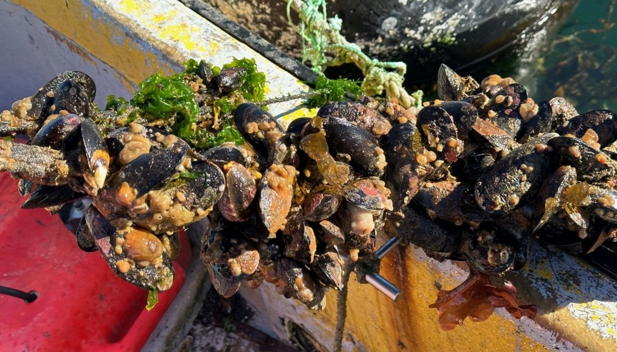 Chorito chileno está cerca de invadir la Antártica según estudio | 24horas