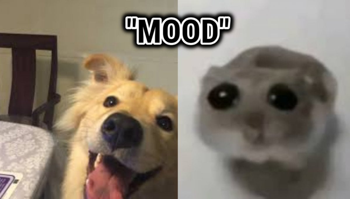 Qué significa mood o “in the mood” | 24horas