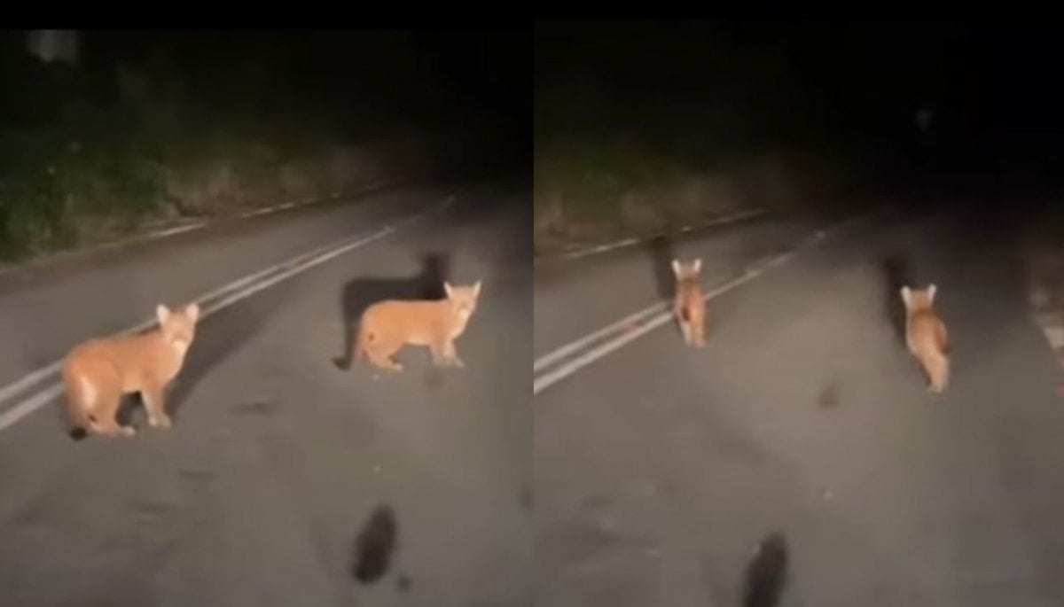 VIDEO: Captan a dos pumas cachorros en Río Bueno | 24horas