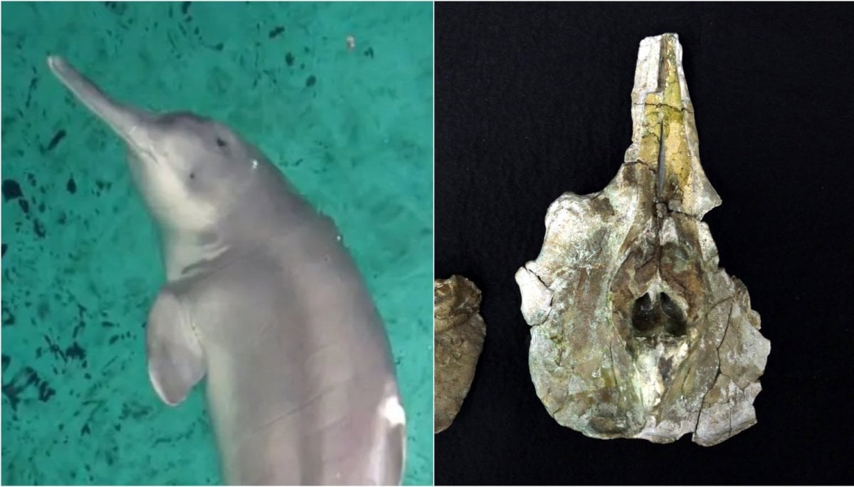 Fósil hallado del delfín baiji tienen más de 11 millones de año, el más ...
