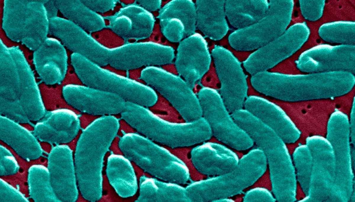 Bacteria asesina e influenza: Qué es, síntomas y cómo se trata | 24horas