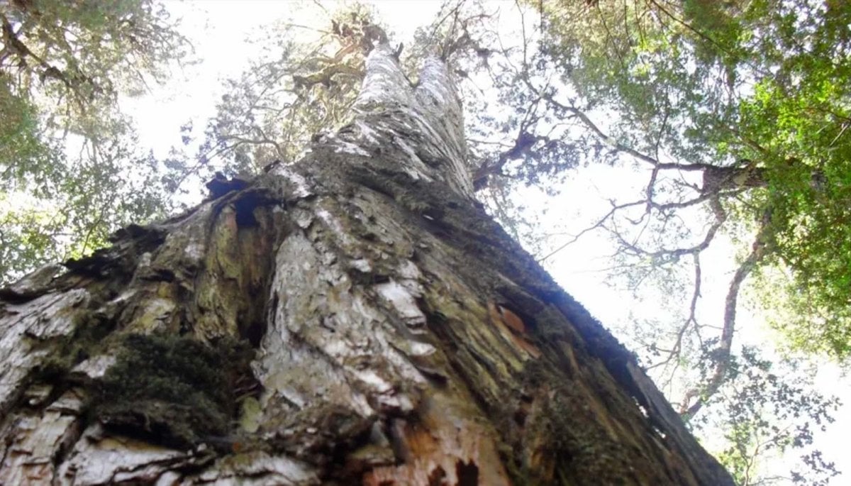 Alerces milenarios en la Reserva Costera Valdiviana | 24horas