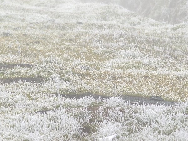 Fenómeno de cencelladas: Escarcha podría repetirse | 24horas