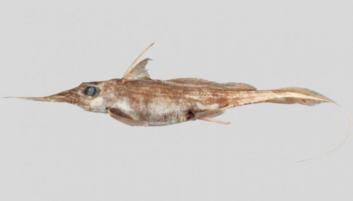 Tiburón fantasma: la nueva especie de pez que es una quimera | 24horas