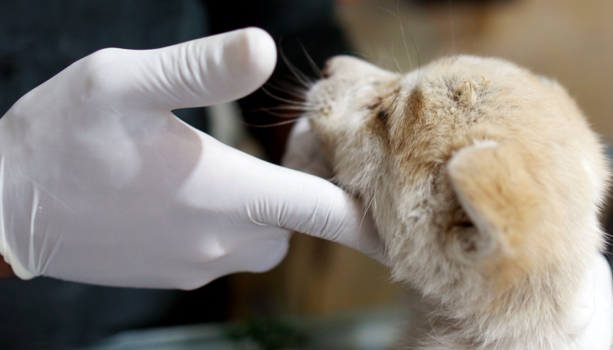 Día Mundial Contra la Rabia Animal: ¿Cómo prevenirla? | 24horas