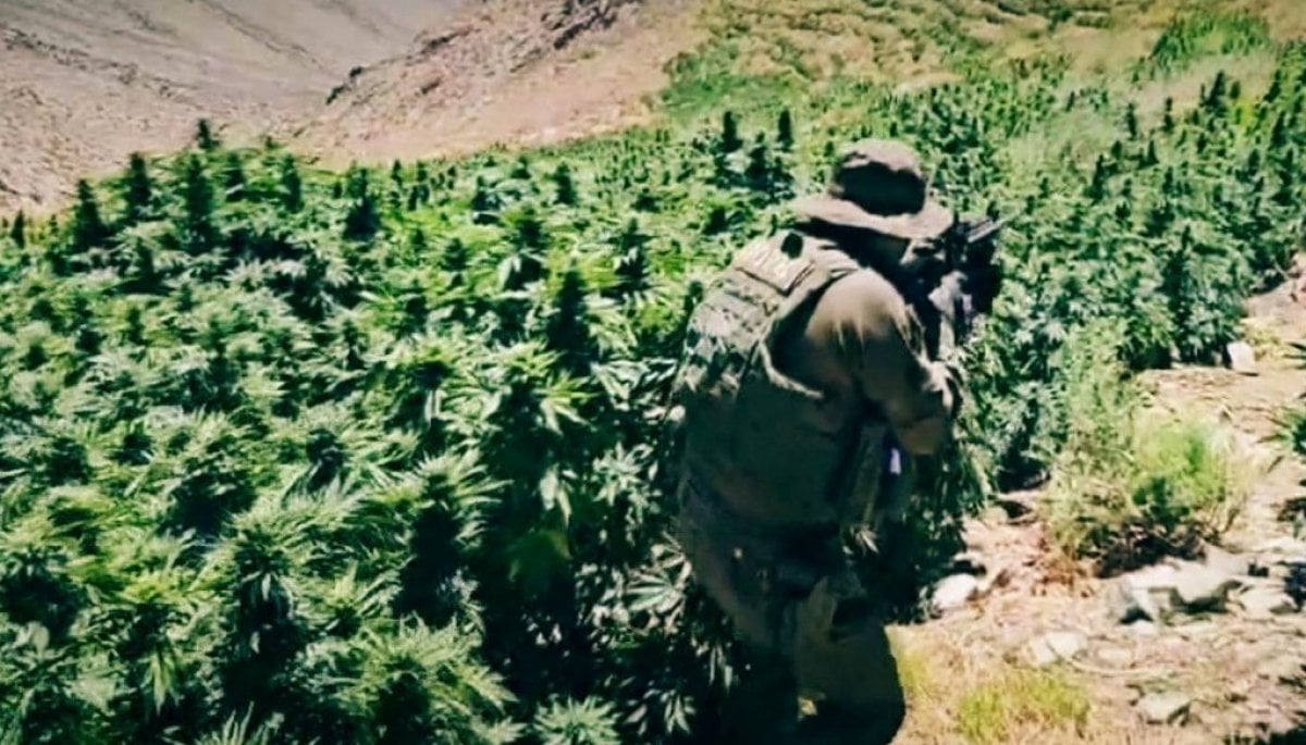 24 Horas Reportajes: La guerra contra las plantaciones de marihuana ...